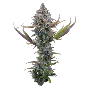 Buy Apollo Seeds by Brothers Grimm - Strongest Feminized Cannabis Seeds