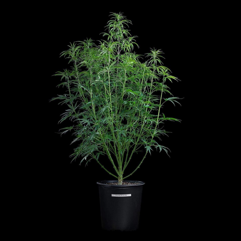 Rosetta Stone – Feminized Seeds - Exotic Strain To Grow