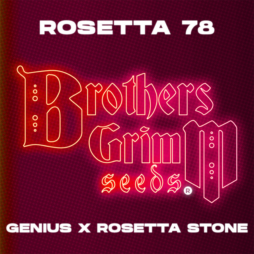 Buy Rosetta 78 Cannabis Seeds | Gas, Cheese and Sweet Flavors