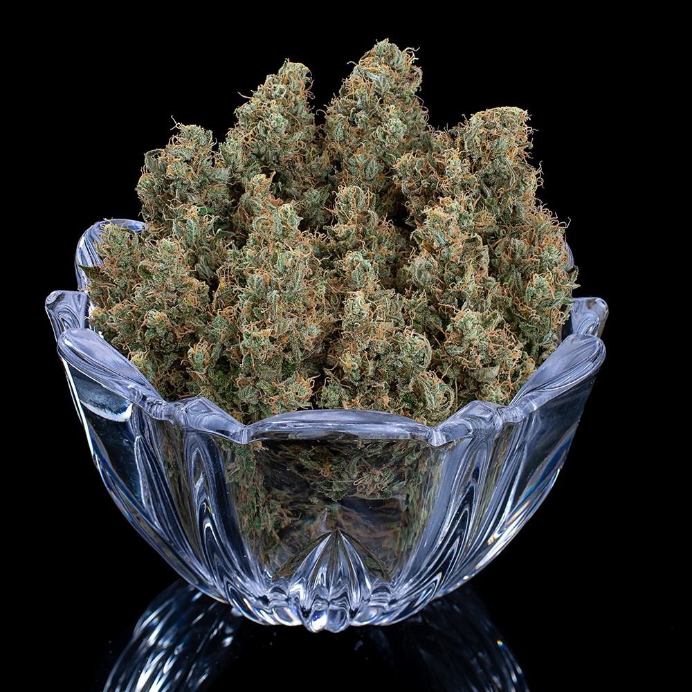 Rosetta Stoned Feminized Seeds (9 seed pack) Popular Strain 2024
