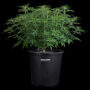 Cinderella Purple Seeds | Cinderella Purple by Brothers Grimm