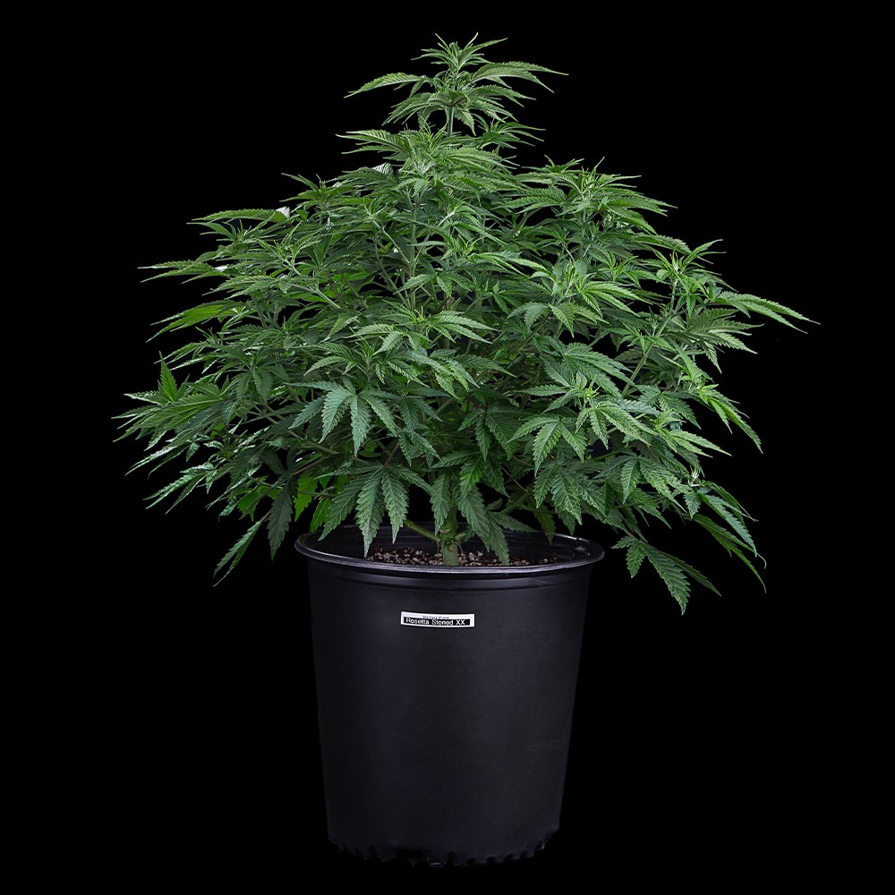 Rosetta Stoned Feminized Seeds (9 seed pack) Popular Strain 2024