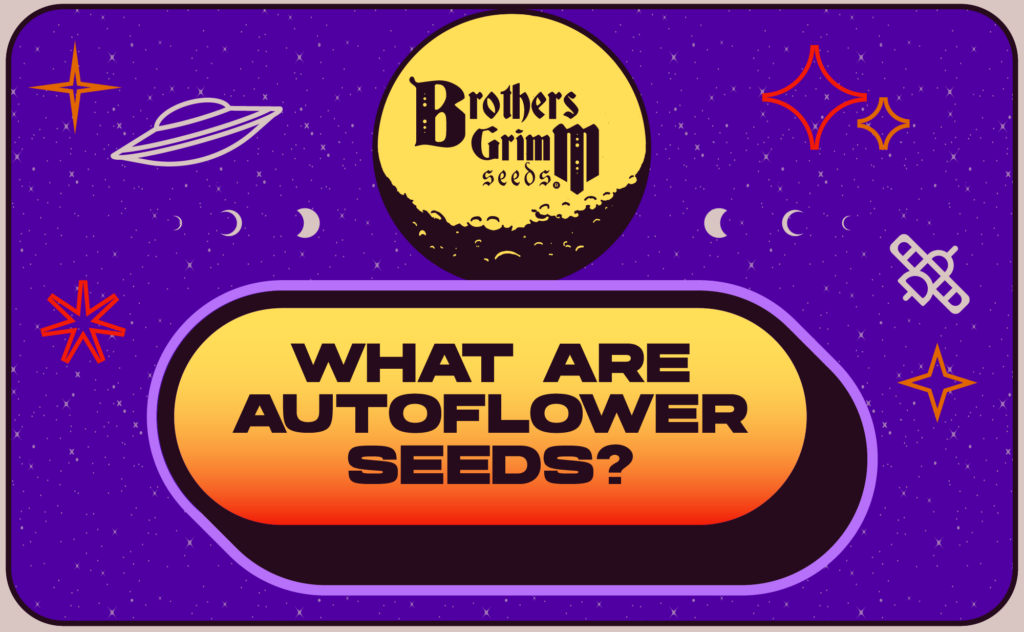 What Are Autoflower Seeds? Learn About Autoflower Cannabis
