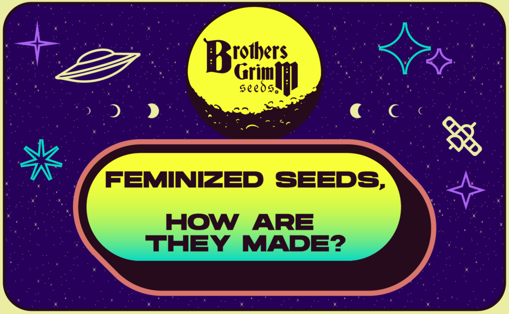 Feminized Seeds Explained - Learn How They Are Made