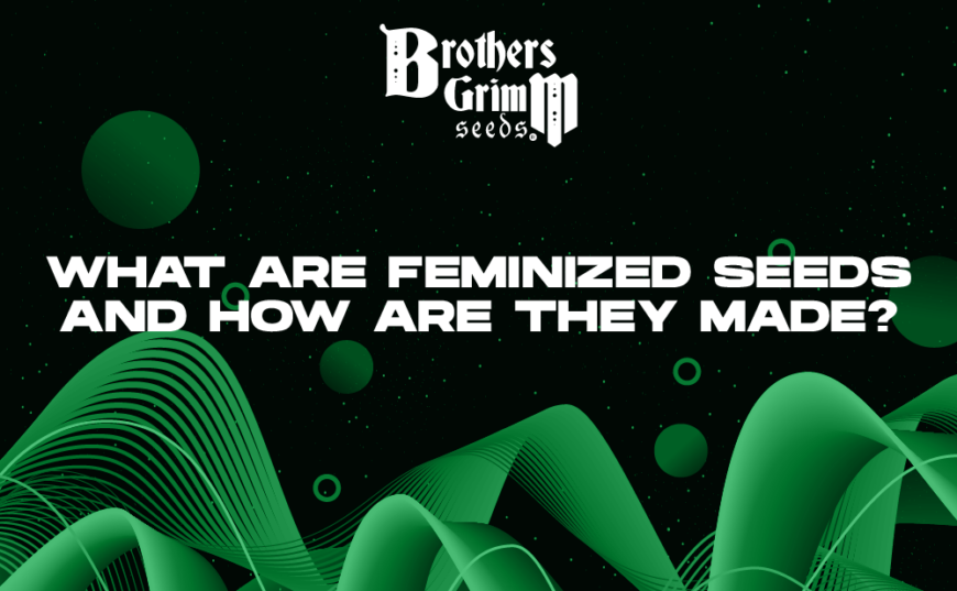 What are Feminized Seeds and How Are They Made? - Brothers Grimm Seeds