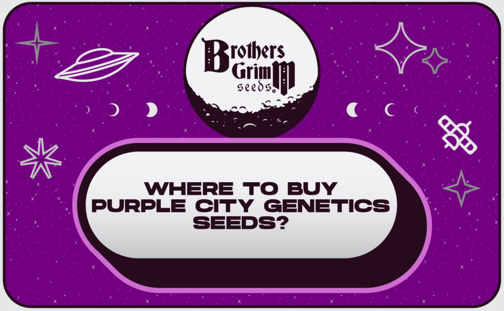 Where to buy Purple City Genetics seeds? California Cannabis Seeds