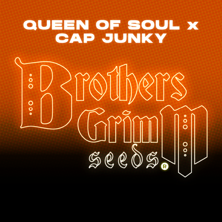 Queen of Soul x Cap Junky Feminized Seeds (9 Seed Pack) - Heavy Yields