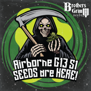 Cannabis Seeds: Airborne G13 S1 Feminized Seeds