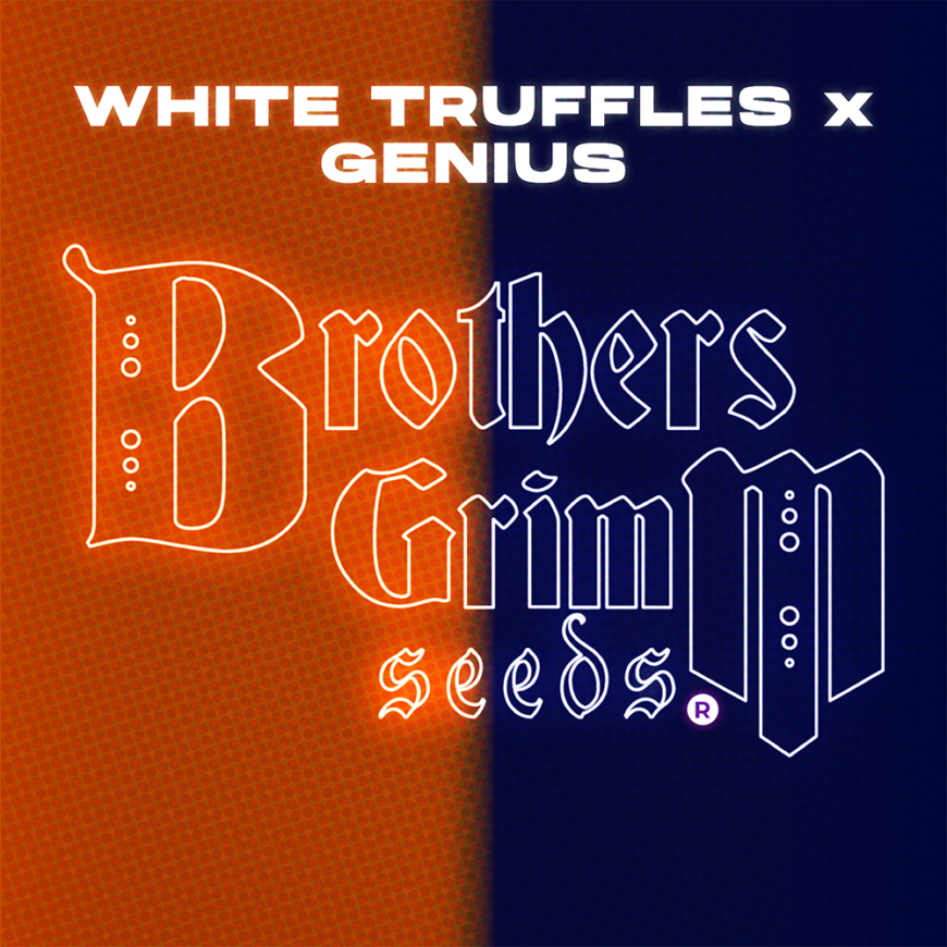 Brothers Grimm Seeds | USA Seed Bank with Best Prices